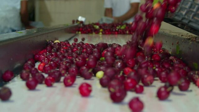 Groselha Images – Browse 385 Stock Photos, Vectors, and Video | Adobe Stock