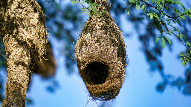 Weaver Bird Nest