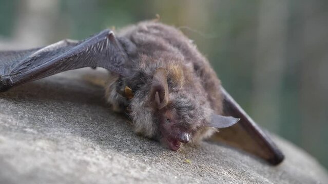 "Dead Bat" Images – Browse 88 Stock Photos, Vectors, and Video | Adobe ...