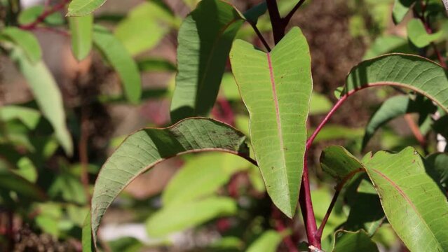 รูปภาพLentisco – เลือกดูภาพถ่ายสต็อก เวกเตอร์ และวิดีโอ80 | Adobe Stock