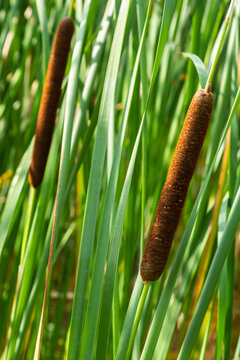 Typha Bilder – Durchsuchen 26,990 Archivfotos, Vektorgrafiken und ...