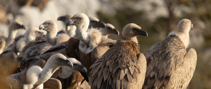 Aasgeier Bilder – Durchsuchen 6,098 Archivfotos, Vektorgrafiken und ...