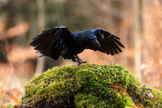 "Raben Bilder – Durchsuchen 100,968 Archivfotos, Vektorgrafiken und ...