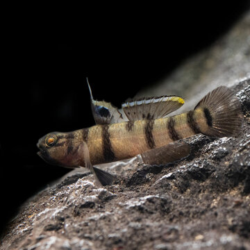 รูปภาพGoby – เลือกดูภาพถ่ายสต็อก เวกเตอร์ และวิดีโอ7,158 | Adobe Stock
