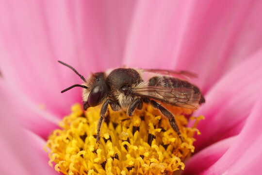 Hymenoptera Images – Parcourir 26,863 le catalogue de photos, vecteurs ...