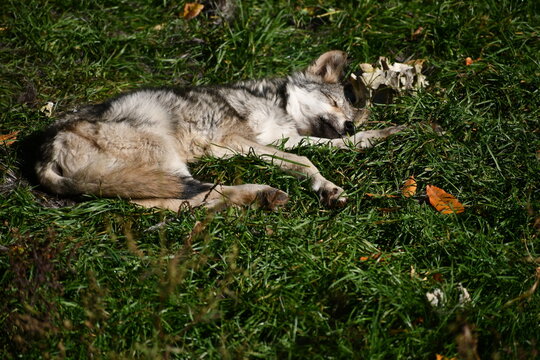 Grey Wolf Pup Sleeping