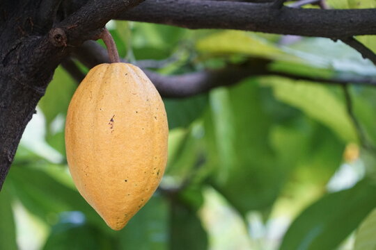 Forastero Images – Browse 532 Stock Photos, Vectors, and Video | Adobe ...