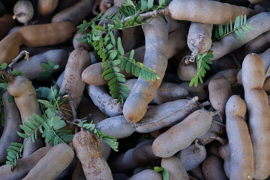 "Tamarind Pod" Images – Browse 207 Stock Photos, Vectors, and Video ...