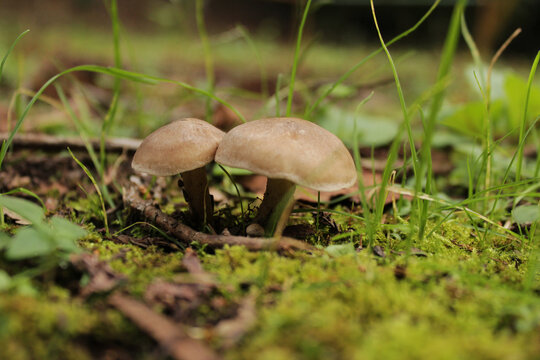 akuya photos, images, assets | Adobe Stock