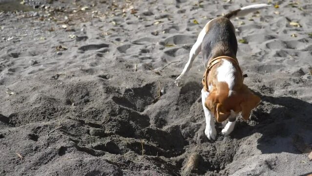 "Dog Digging" Bilder – Durchsuchen 91 Archivfotos, Vektorgrafiken und ...