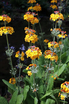 Bulley Images – Browse 13 Stock Photos, Vectors, and Video | Adobe Stock