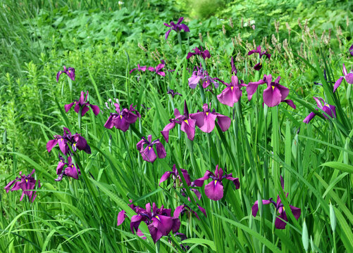 "Japanese Iris" Images – Browse 1,118 Stock Photos, Vectors, and Video ...