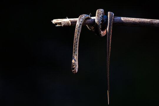 "Dead Snake" Imagens – Procure 136 fotos, vetores e vídeos | Adobe Stock