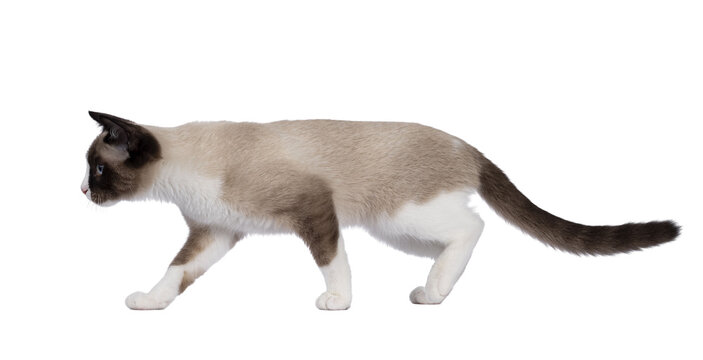 "Snowshoe Cat" Images – Browse 2,748 Stock Photos, Vectors, and Video ...