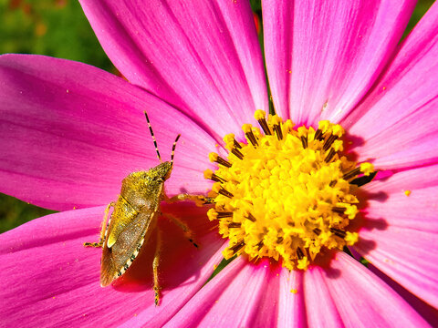 "Stink Bug" Images – Browse 10,164 Stock Photos, Vectors, and Video ...