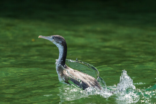 รูปภาพSplach – เลือกดูภาพถ่ายสต็อก เวกเตอร์ และวิดีโอ965 | Adobe Stock
