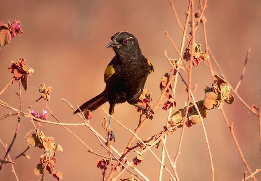 Pirole Bilder – Durchsuchen 7,500 Archivfotos, Vektorgrafiken und ...