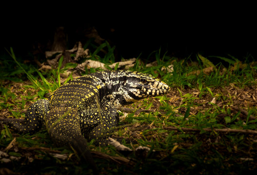 "Tegu Lizard" Images – Browse 370 Stock Photos, Vectors, and Video ...
