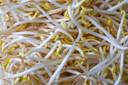 Germinating Soybean Bilder – Durchsuchen 13,043 Archivfotos ...