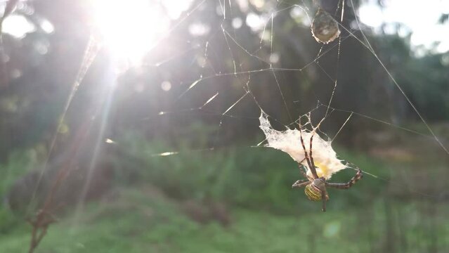 "Corn Spider" Images – Browse 746 Stock Photos, Vectors, and Video ...