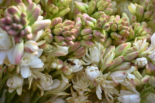 Nishigandha Images – Browse 35 Stock Photos, Vectors, and Video | Adobe ...