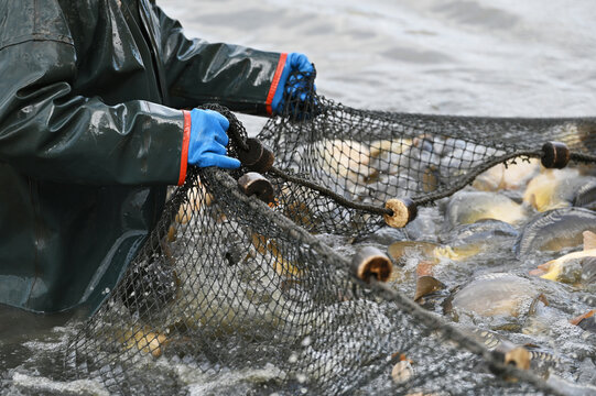 Netzfischerei Bilder – Durchsuchen 117,631 Archivfotos, Vektorgrafiken ...