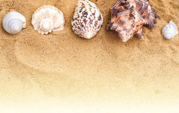 Seashell Closeup Bilder – Durchsuchen 130,928 Archivfotos ...