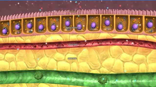 Cytomembrane Images – Browse 3,180 Stock Photos, Vectors, and Video ...