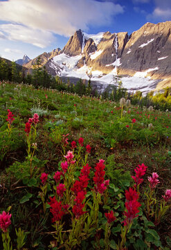 "Alpine Flowers" Images – Browse 1,459 Stock Photos, Vectors, and Video ...