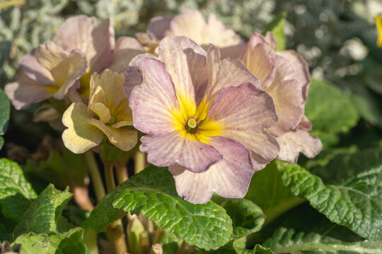 スフィンクス Images – Browse 833 Stock Photos, Vectors, and Video | Adobe Stock