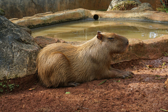Kapibara bilder – Bläddra bland 118 stockfoton, vektorer och videor ...