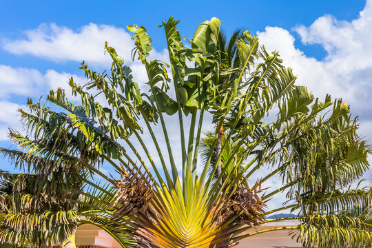 Ravenale Images – Browse 75 Stock Photos, Vectors, and Video | Adobe Stock