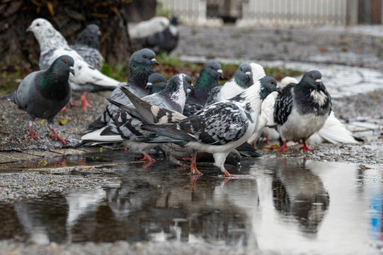 รูปภาพVersammeln – เลือกดูภาพถ่ายสต็อก เวกเตอร์ และวิดีโอ374 | Adobe Stock