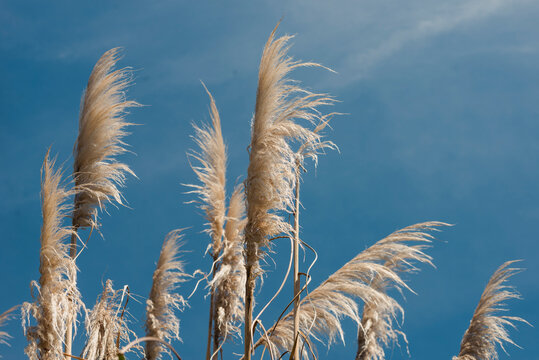 Plumas Bilder – Durchsuchen 13,296 Archivfotos, Vektorgrafiken und ...