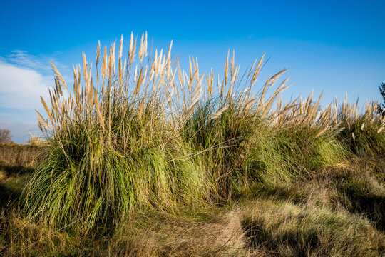 รูปภาพGynerium – เลือกดูภาพถ่ายสต็อก เวกเตอร์ และวิดีโอ64 | Adobe Stock
