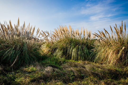 รูปภาพGynerium – เลือกดูภาพถ่ายสต็อก เวกเตอร์ และวิดีโอ64 | Adobe Stock