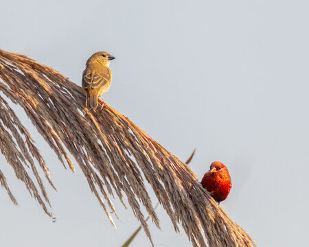 Granivore bilder – Bläddra bland 2,292 stockfoton, vektorer och videor ...