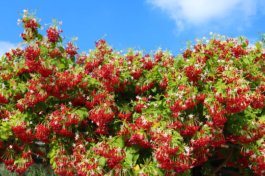 Flamboyant 이미지 – 찾아보기 27,395 스톡 사진, 벡터 및 비디오 | Adobe Stock