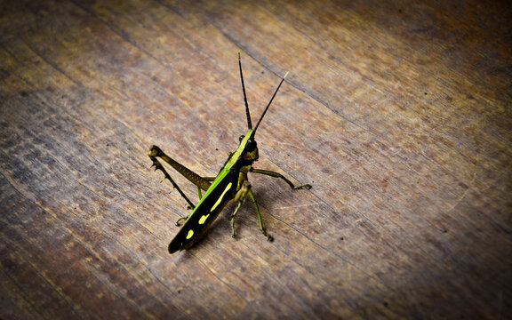 「Saltamonte」の写真素材 | 53件の無料イラスト画像 | Adobe Stock