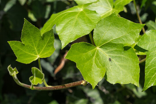 Acarian Bilder – Durchsuchen 9,359 Archivfotos, Vektorgrafiken und ...