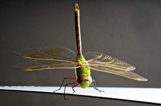 รูปภาพDragon-Fly – เลือกดูภาพถ่ายสต็อก เวกเตอร์ และวิดีโอ236,946 ...