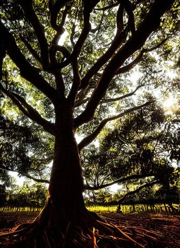 Imagens de Hule – Explore Fotografias do Stock, Vetores e Vídeos de 160 ...