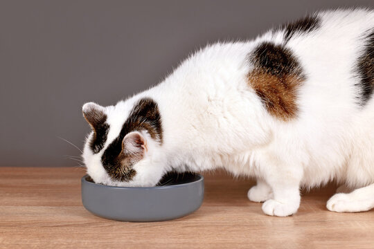 "Domestic Short-Haired Cat" Images – Browse 33,726 Stock Photos ...