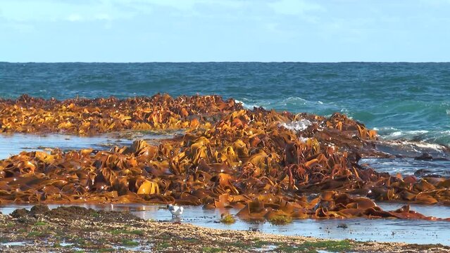 Laminariales bilder – Bläddra bland 335 stockfoton, vektorer och videor ...