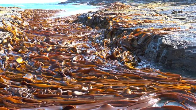 Laminariales bilder – Bläddra bland 335 stockfoton, vektorer och videor ...