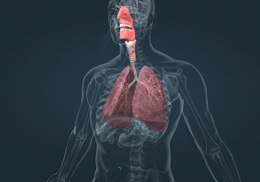 「Windpipe」の画像 - 1,990 件の Stock 写真、ベクターおよびビデオ | Adobe Stock