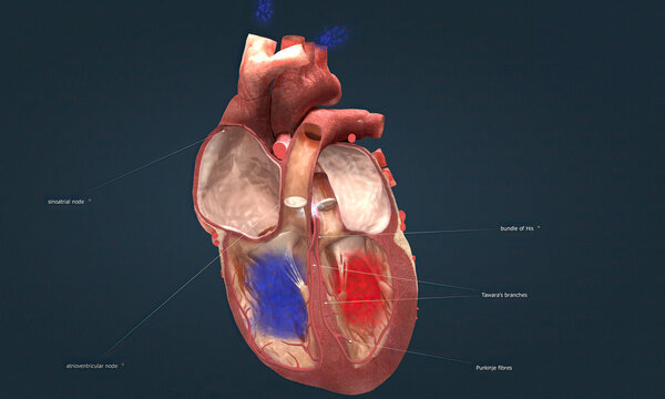Cardiac Cycle Animation