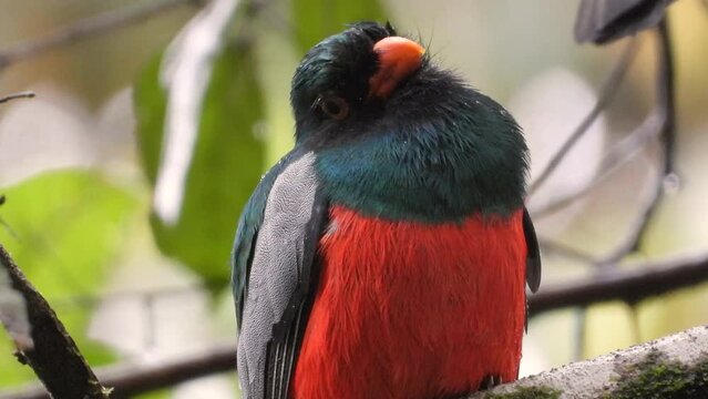 รูปภาพTrogan – เลือกดูภาพถ่ายสต็อก เวกเตอร์ และวิดีโอ29 | Adobe Stock