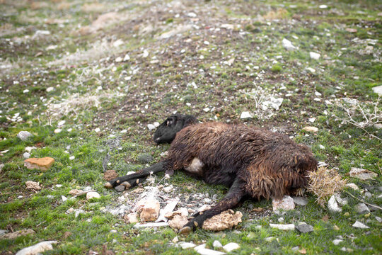 "Animal Corpse" Images – Browse 53 Stock Photos, Vectors, and Video ...