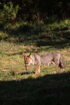 รูปภาพZorro – เลือกดูภาพถ่ายสต็อก เวกเตอร์ และวิดีโอ3,617 | Adobe Stock